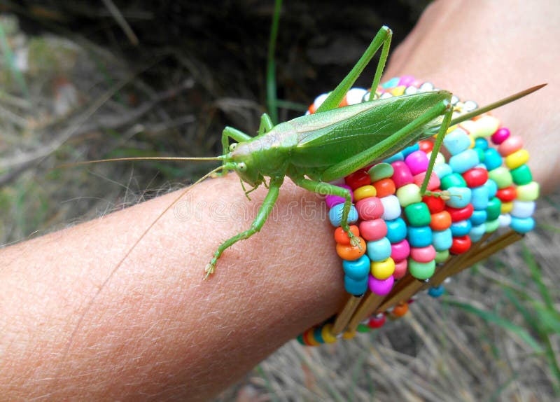 Locust on a hand stock image. Image of background, colorful - 94872717