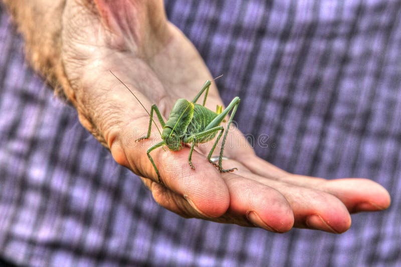 Locust stock image. Image of locust, conehead, insect - 52221569