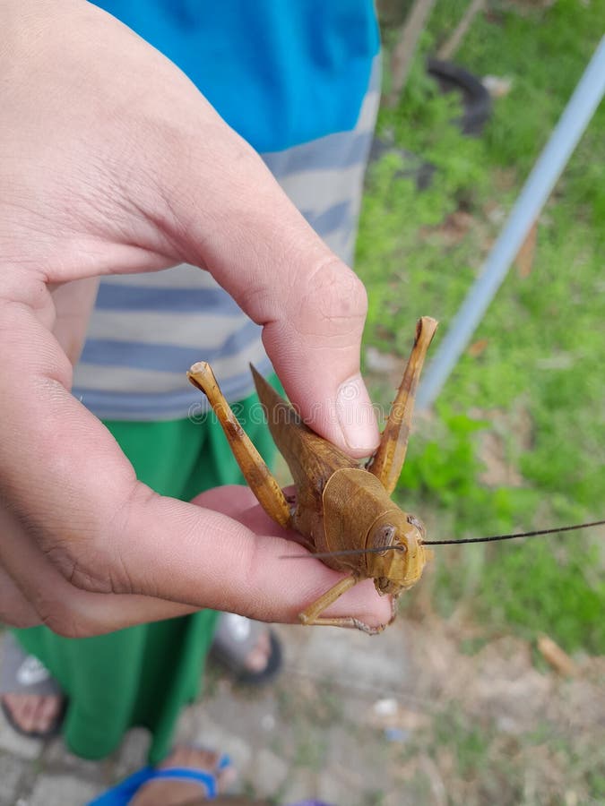 A Locust Has Been Caught in a Garden by a Walker Stock Image - Image of ...