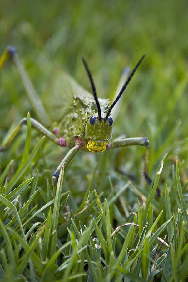 Locust - Head on stock image. Image of yellow, veracious - 5585981