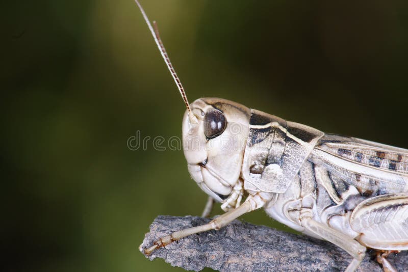 Locust stock image. Image of animals, wildlife, brown - 41058515