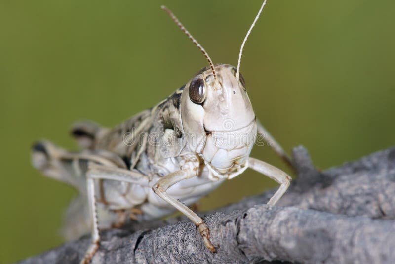 Locust stock image. Image of animal, head, life, macro - 41925533