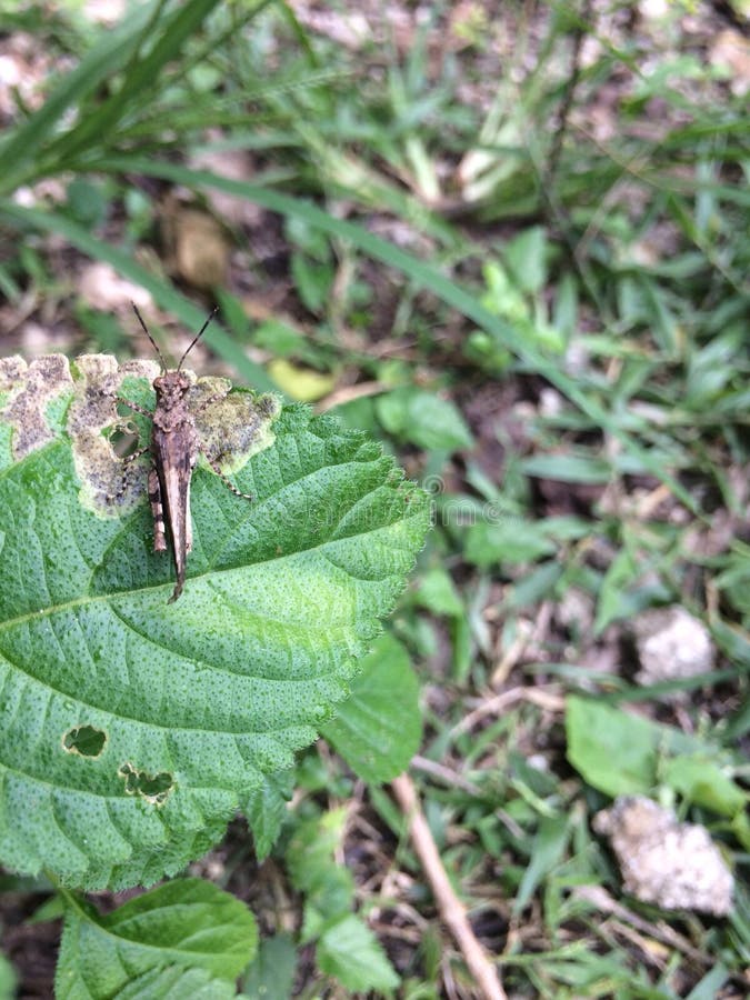 Locust Insect on Green Leaf Stock Photo - Image of leaf, insect: 109870272