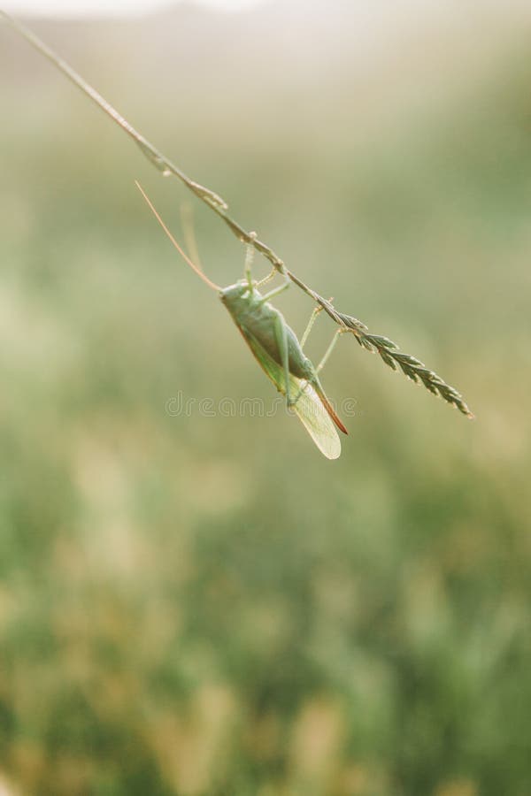 Locust Insect Green Pest Bent Grass Sits Stock Photo - Image of ...