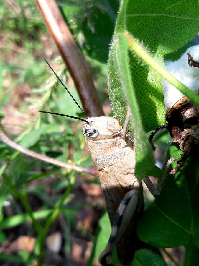Locust insect photo stock image. Image of plant, tree - 233974043