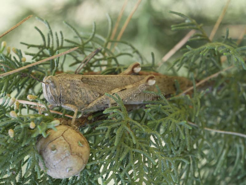 The Locust insect stock photo. Image of world, locust - 174308946