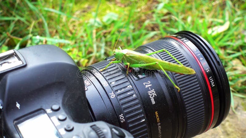 Locust Insect Sits on the Camera Lens. Stock Footage - Video of green ...