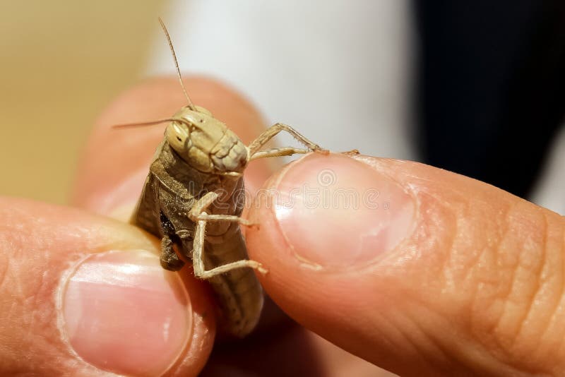 A Locust Insect is Sitting on a Man`s Arm Stock Photo - Image of locust ...