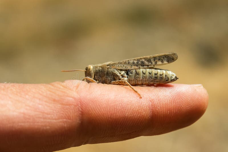 A Locust Insect is Sitting on a Man`s Arm Stock Photo - Image of ...