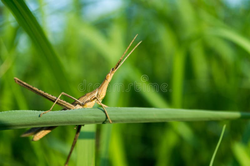 Locust stock photo. Image of color, life, insect, leaf - 63265998