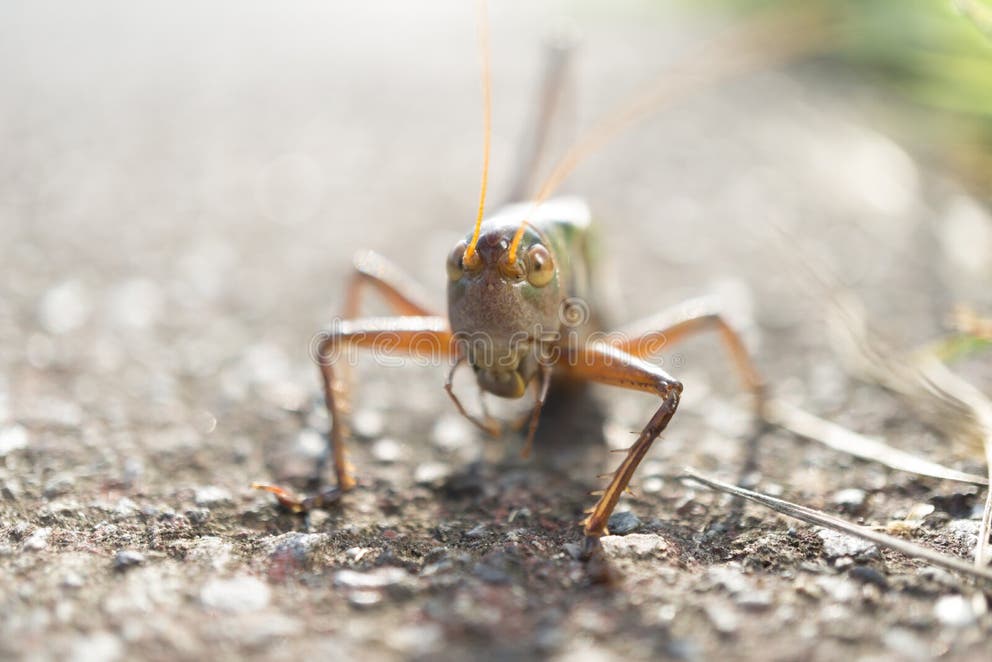 Locust stock photo. Image of brown, outdoor, locust, green - 63266004