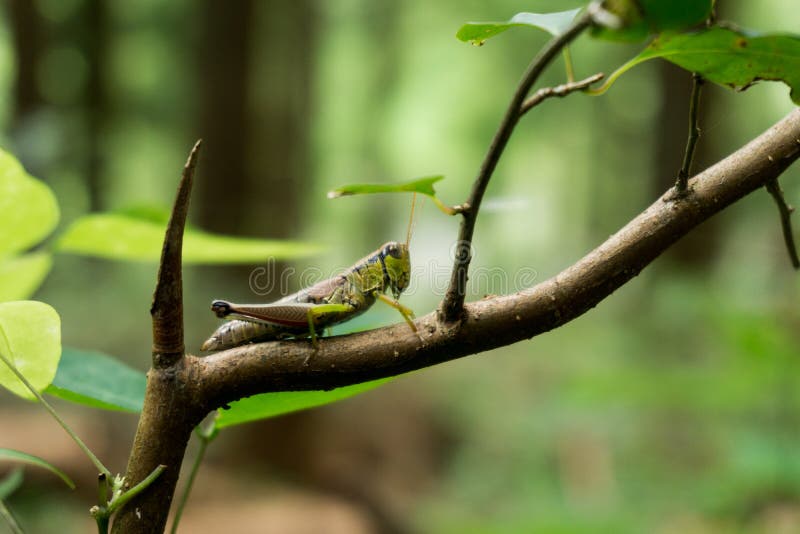 Locust stock photo. Image of brown, locust, little, foot - 63266040