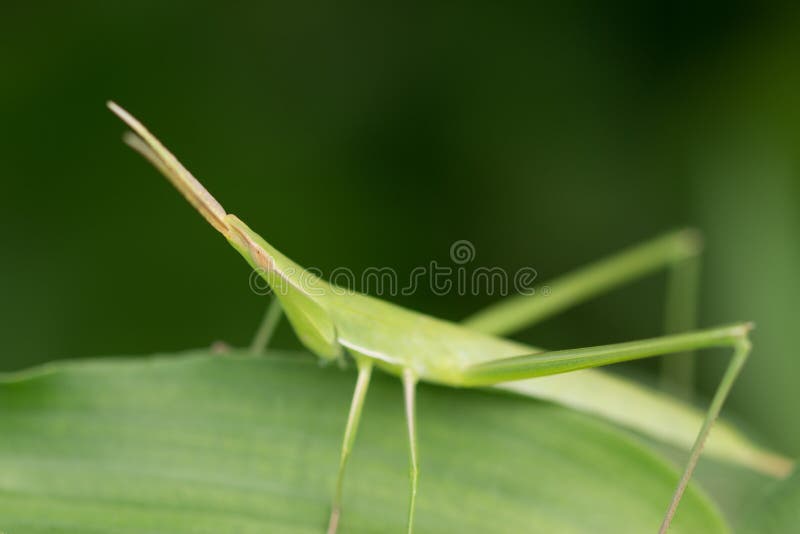 Locust stock image. Image of food, isolated, grass, locust - 63266063