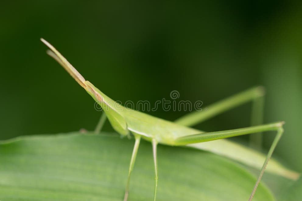 Locust stock image. Image of food, isolated, grass, locust - 63266063