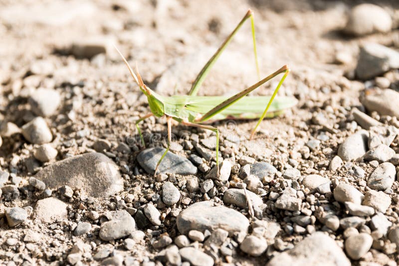 Locust stock image. Image of beauty, insect, locust, color - 63266087
