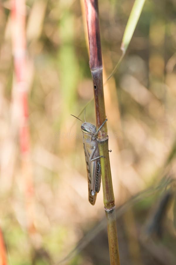 Locust stock photo. Image of little, funny, insect, grass - 63266196