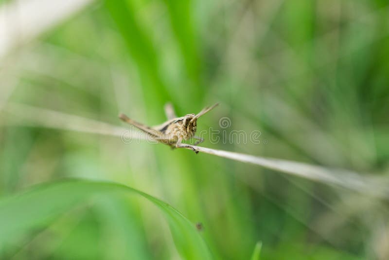 Locust stock photo. Image of outdoor, garden, grasshopper - 63266248
