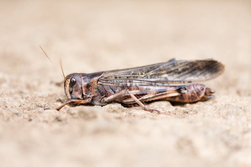 Locust stock photo. Image of locust, color, food, outdoor - 63266348