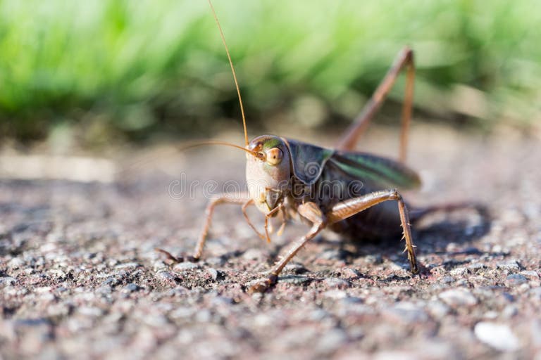 Locust stock photo. Image of little, insect, head, food - 63266368