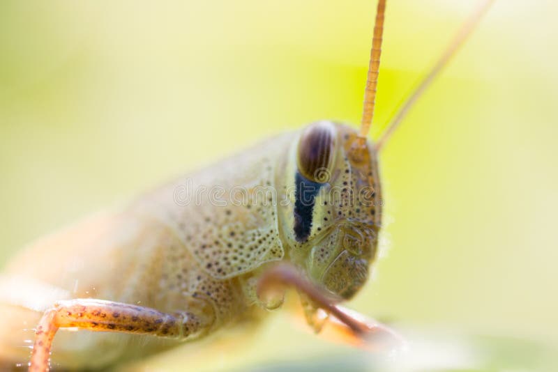 Locust stock image. Image of grasshopper, foot, head - 63266483