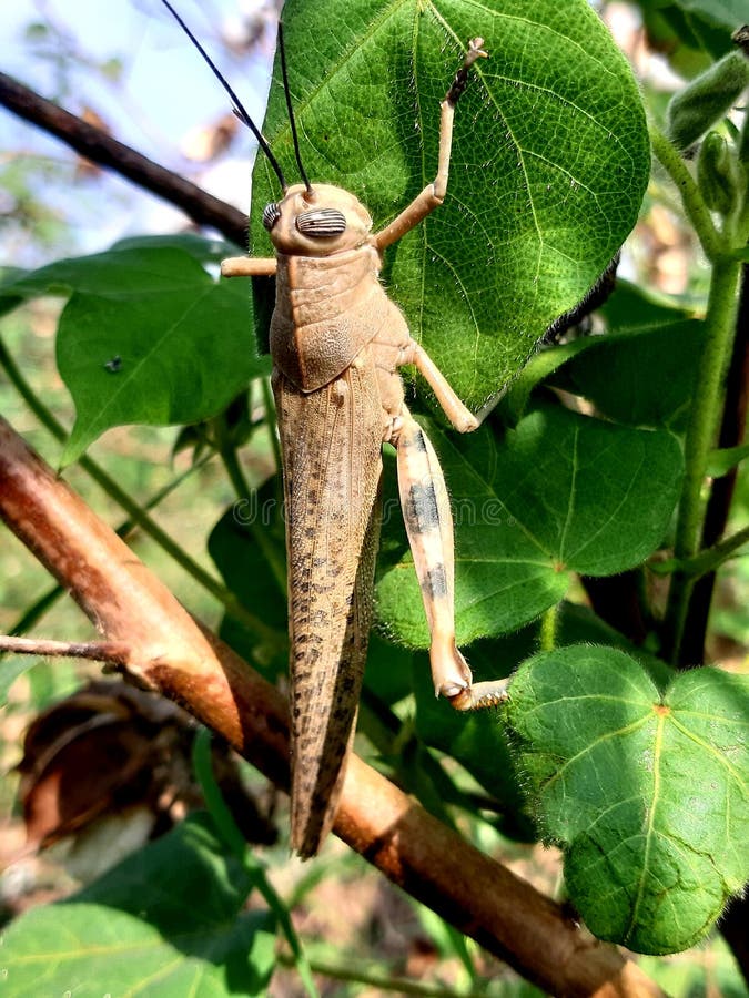 Locust insects photography stock image. Image of locust - 233974033
