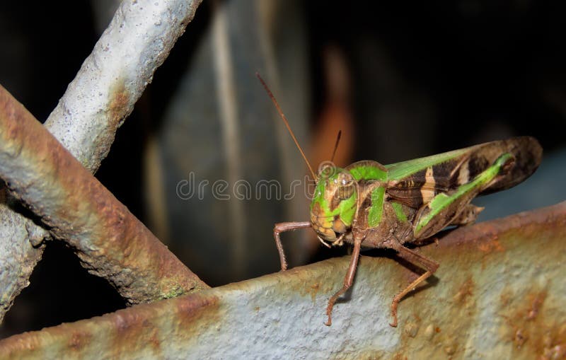 Locust on iron fence stock image. Image of wild, closeup - 189402371