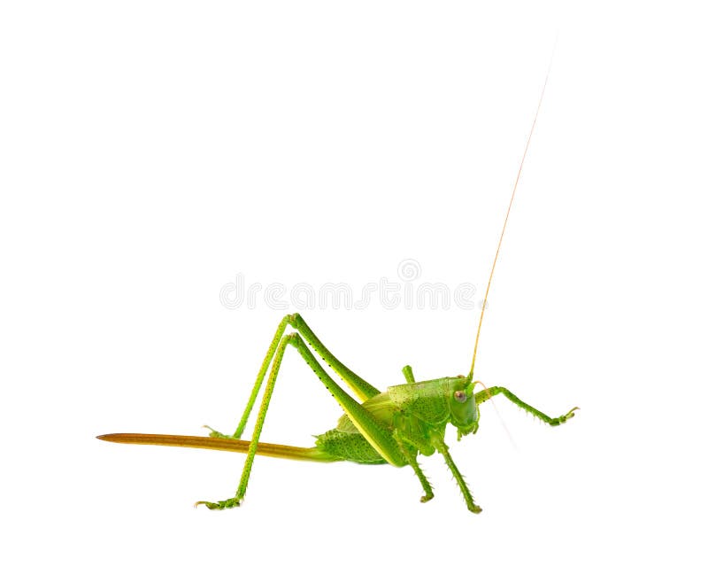 Locust Isolated on White Background Stock Image - Image of closeup ...