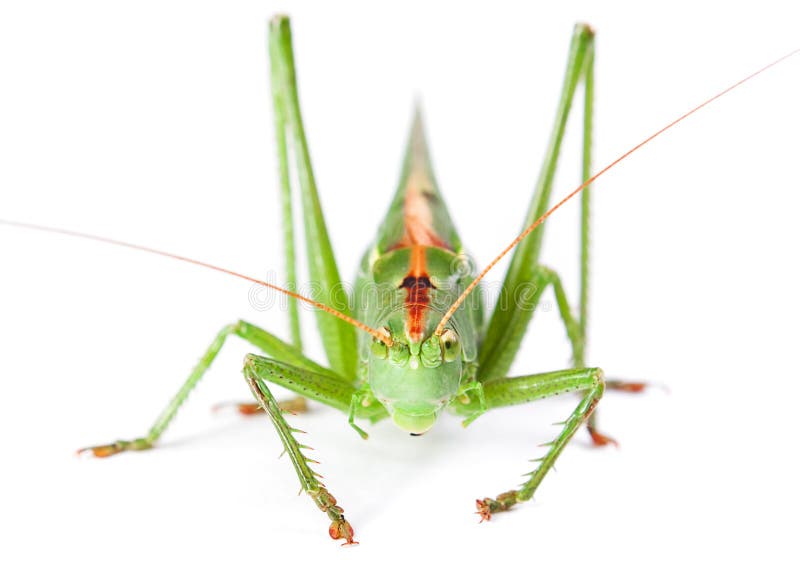 Locust stock photo. Image of live, isolated, color, invertebrate - 10467802