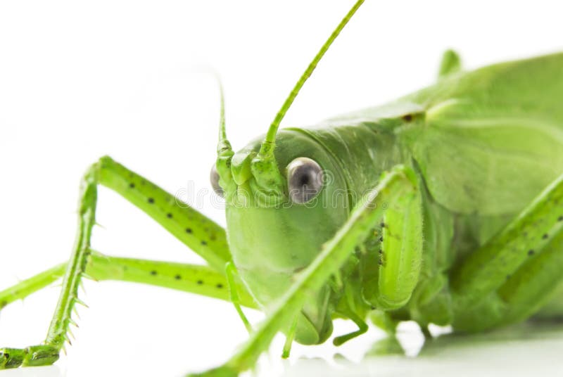 Locust Isolated on White Background Stock Photo - Image of white ...
