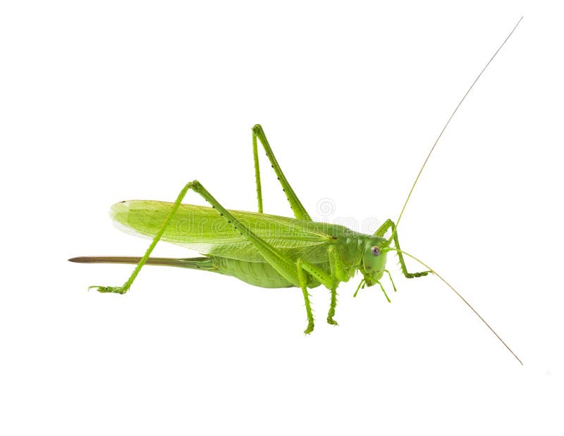 Locust Isolated on White Background Stock Photo - Image of antenna ...