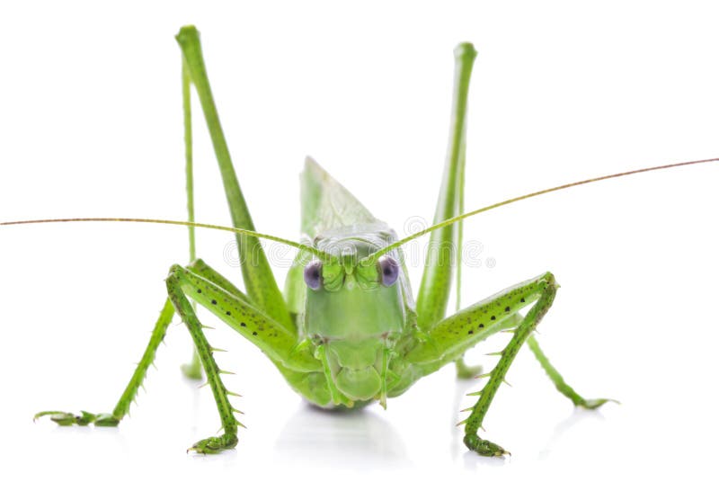 Locust Isolated on White Background Stock Image - Image of white ...