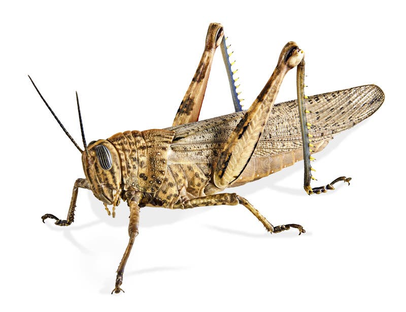 Locust isolated on white stock photo. Image of animal - 62992970