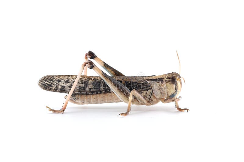 Locust Isolated on White Background Stock Photo - Image of nature ...