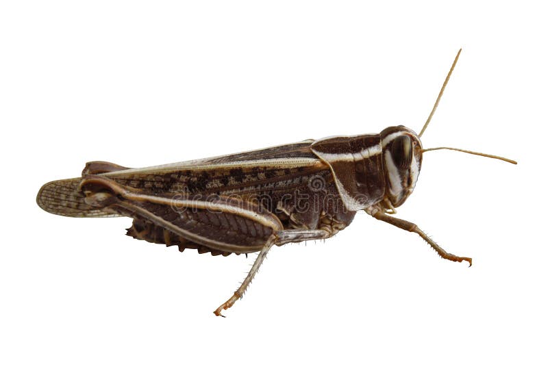 The Adult Locust On A White Background. Stock Image - Image of detail ...