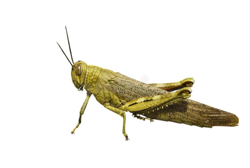 Locust, Isolated on White Background Stock Photo - Image of shine ...