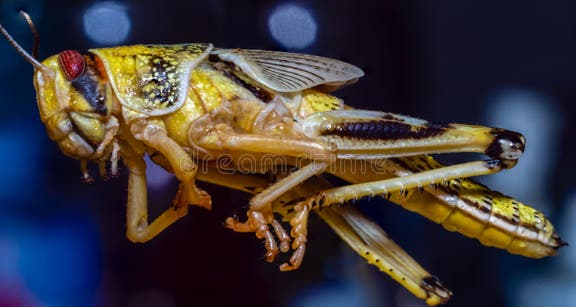 Locust on White Background. Side View Stock Photo - Image of jumping ...