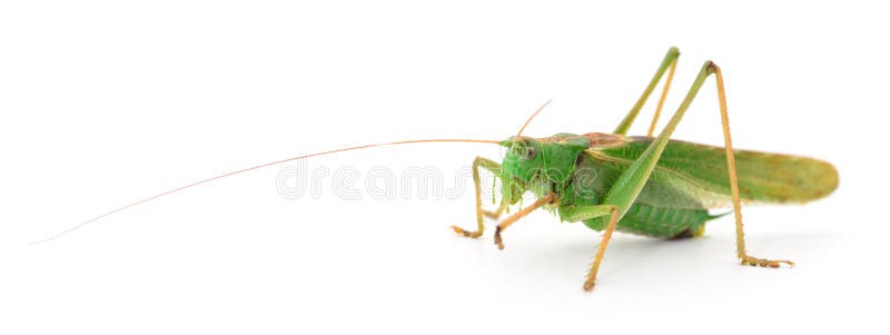 Locust isolated on white stock photo. Image of animals - 190248948