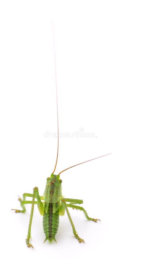 Locust Isolated on White Background Stock Photo - Image of nature ...