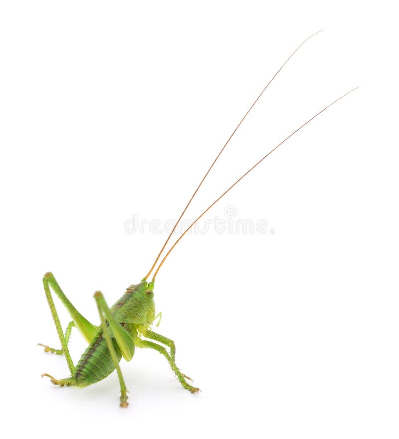 Locust isolated on white stock image. Image of nature - 281410989
