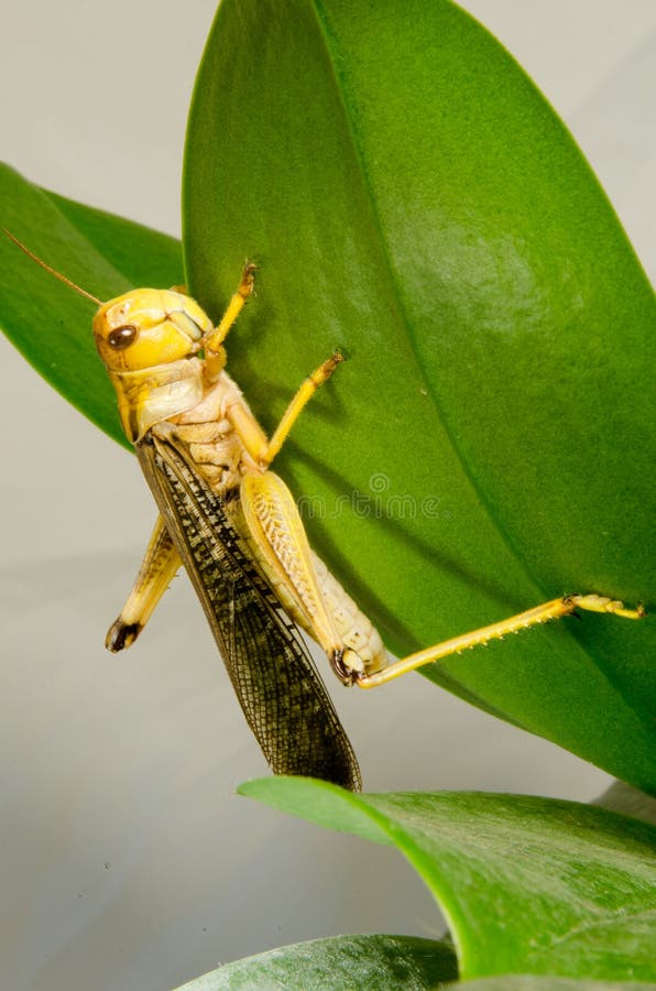 Locust Stock Image Image Of Species Locust Genus Zealand 91537963