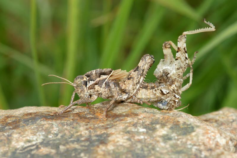 Molting Grasshopper Photos - Free & Royalty-Free Stock Photos from ...