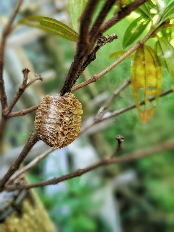 A Locust Nest Attached To a Wooden Tree Stock Photo - Image of nature ...
