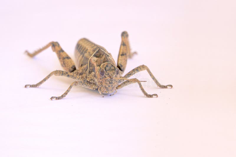 Locust Nymph and Jumping Spider Stock Photo - Image of nymph, salticus ...