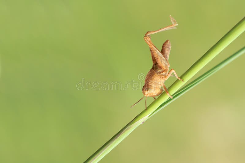 Locust nymph stock photo. Image of grass, bugs, macro - 56145810