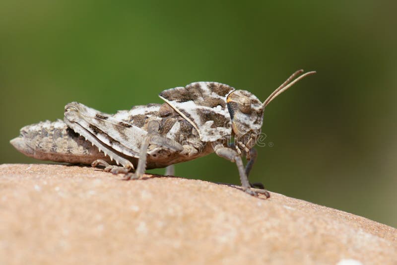 Locust Nymph and Jumping Spider Stock Photo - Image of nymph, salticus ...