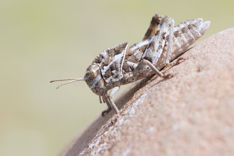 Locust Nymph and Jumping Spider Stock Photo - Image of nymph, salticus ...