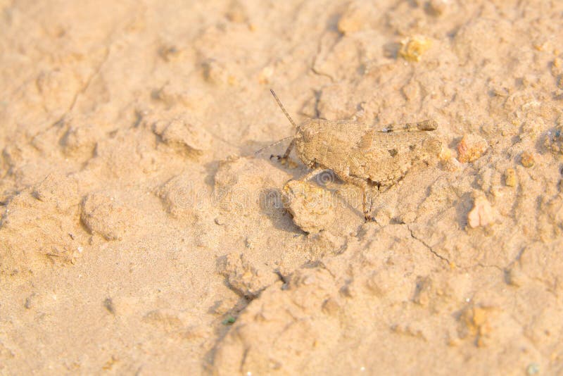 Locust nymph stock image. Image of close, bugs, locusts - 242657353