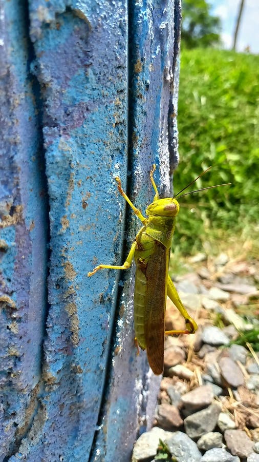 A locust perched on a rock stock photo. Image of rock - 262613288