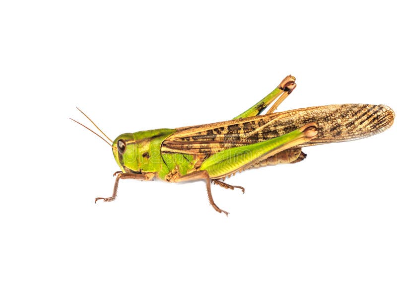 Locust pest stock image. Image of animal, acrididae, locust - 59691585