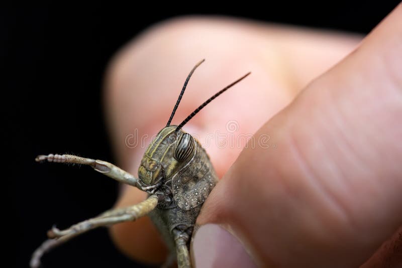 Locust pest in hand stock image. Image of sponge, insect - 182166895